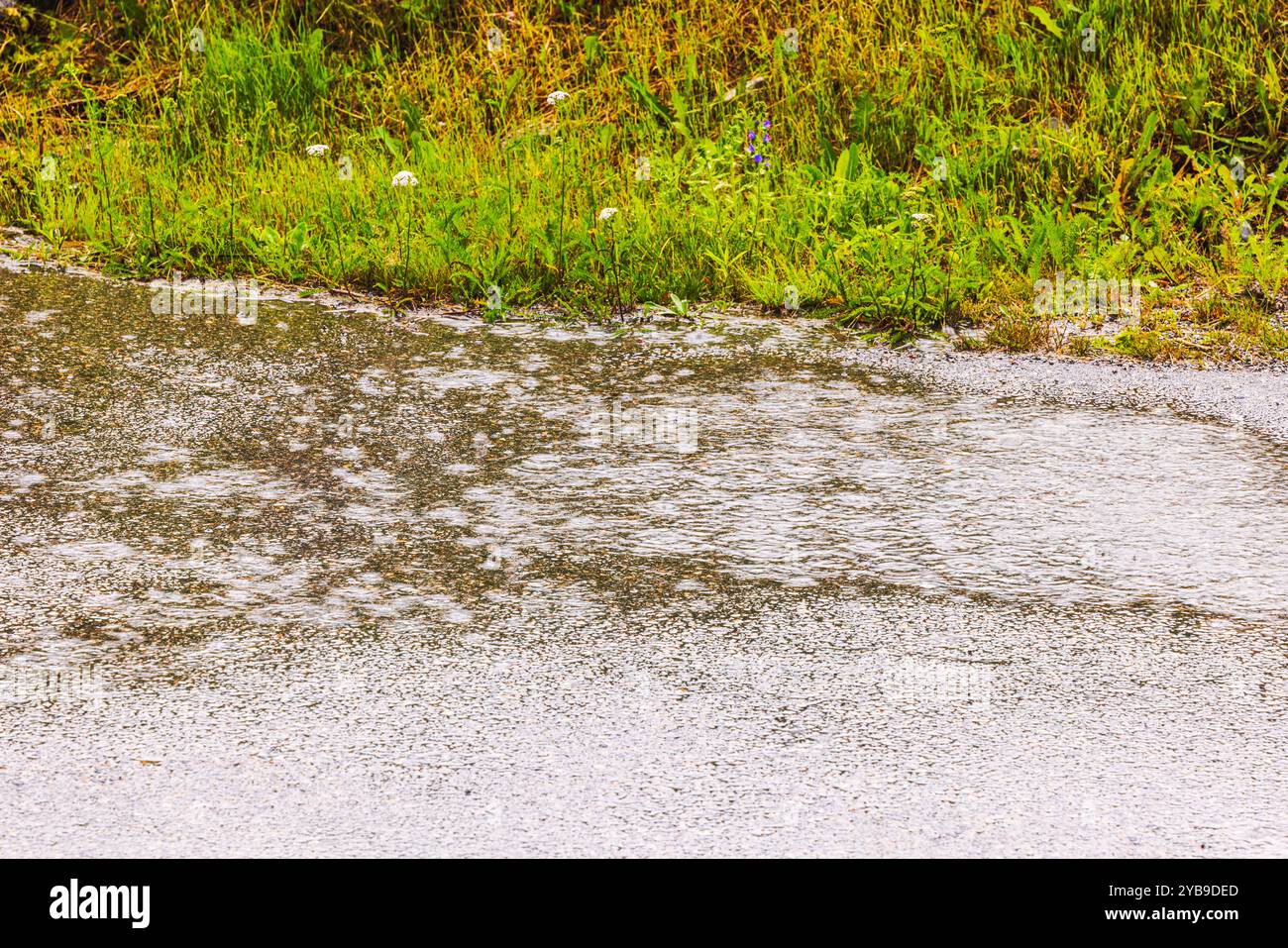 Rainwater puddles forming on wet road near green grass during heavy rainfall Stock Photo - Alamy