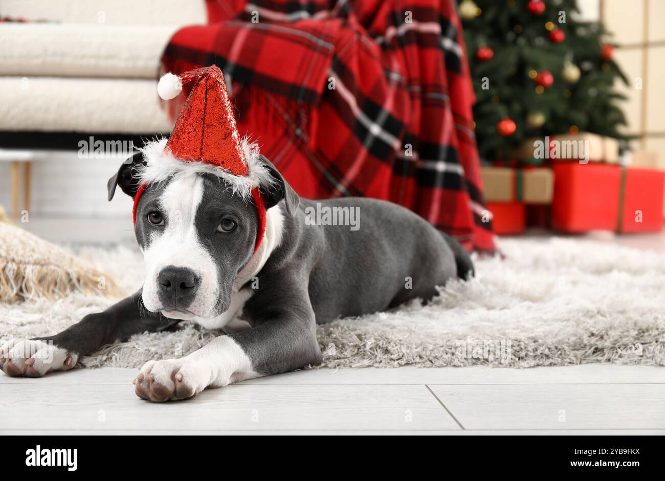 Cute Staffordshire Terrier puppy in Santa hat at home on Christmas eve ...