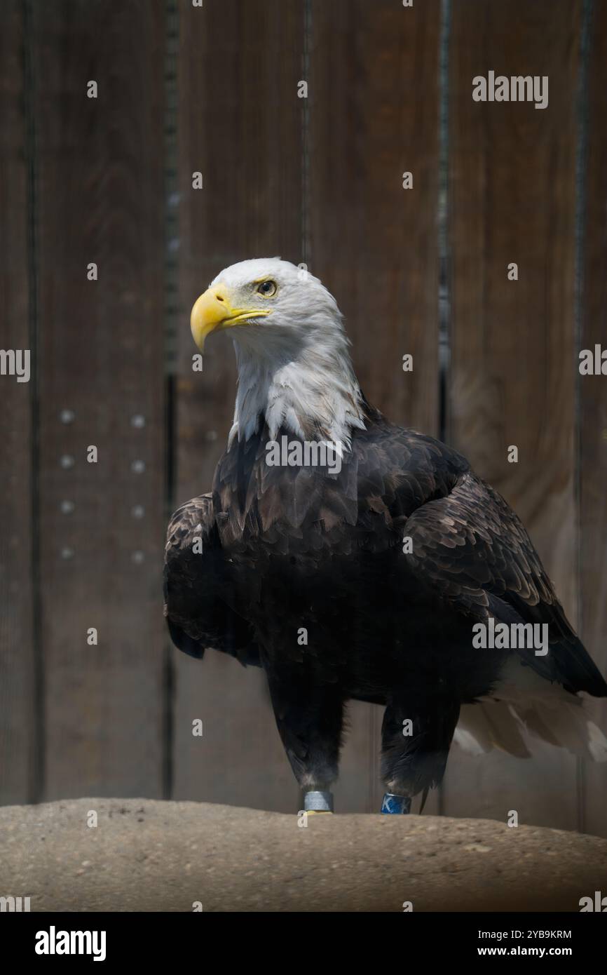 Big bear alpine zoo hi-res stock photography and images - Alamy