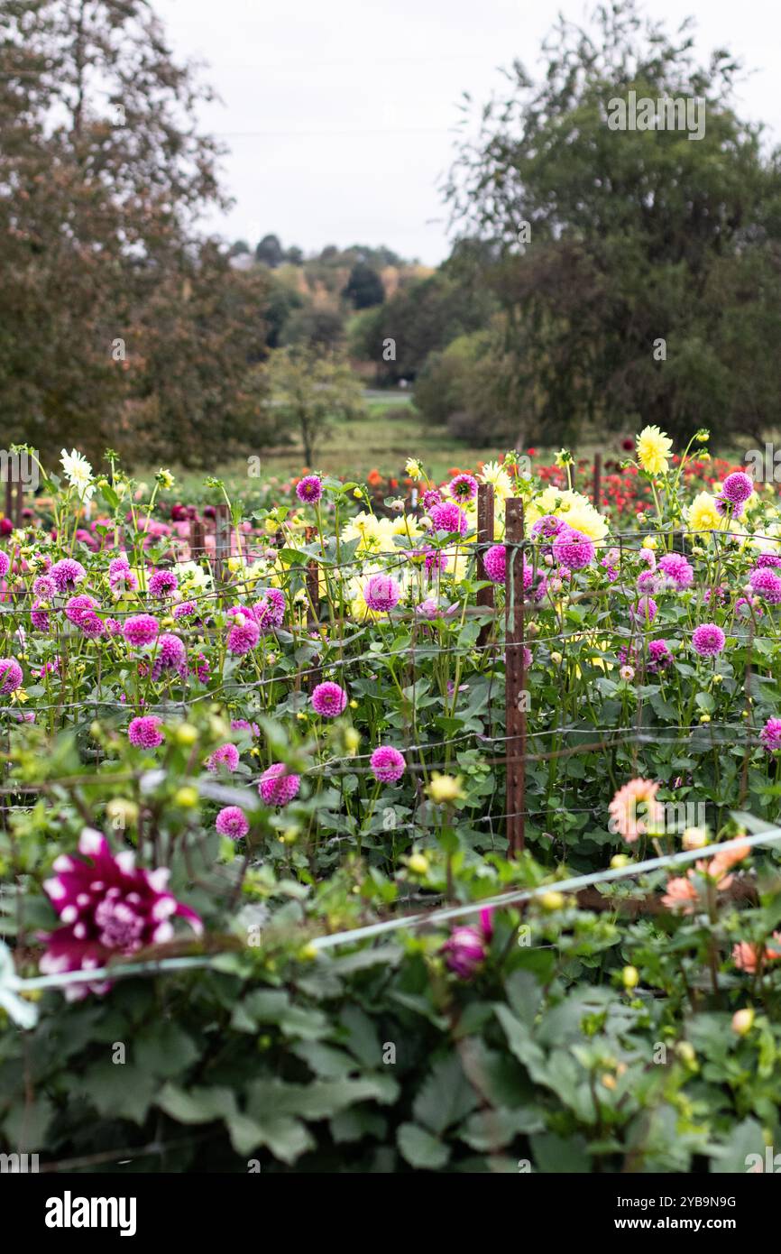 dahlia plants in dahlia field Stock Photo - Alamy