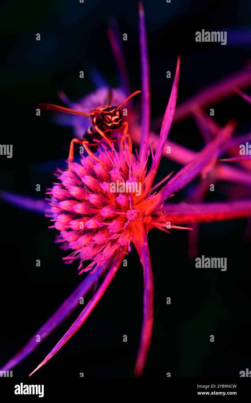 Robobee hi-res stock photography and images - Alamy