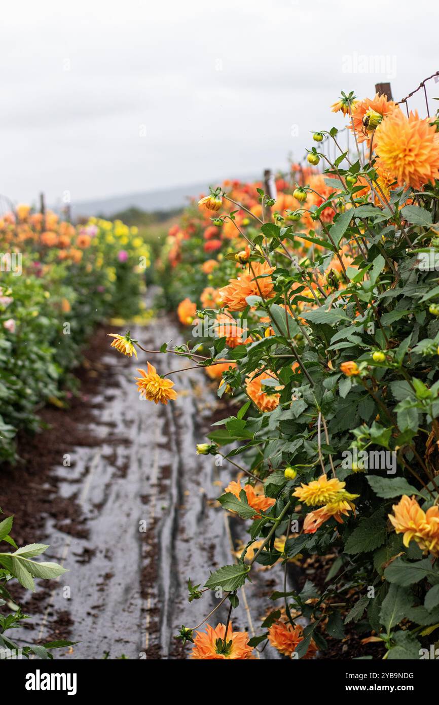 Dahlia field hi-res stock photography and images - Alamy