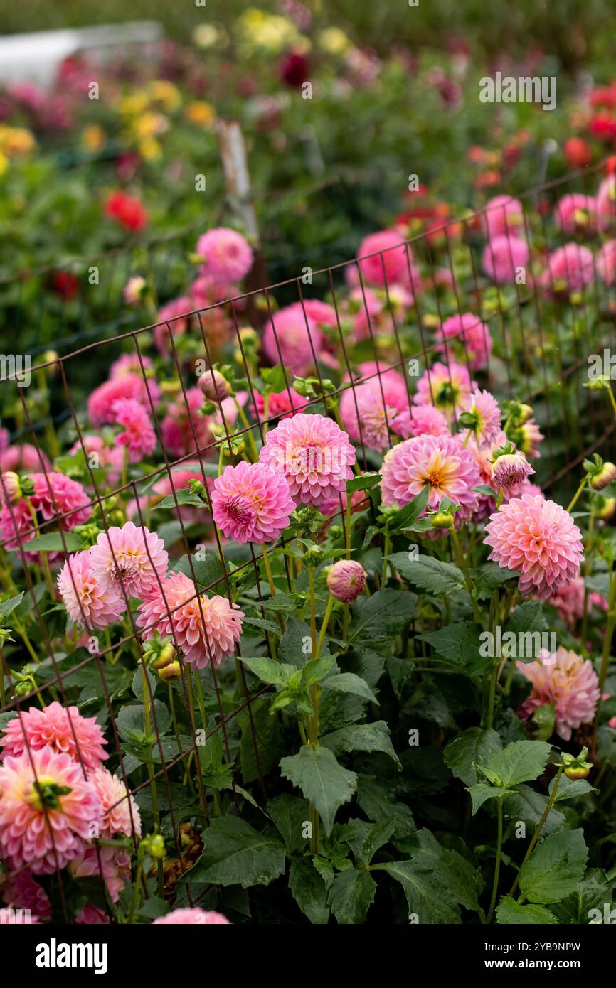 pink dahlia's in dahlia field Stock Photo - Alamy