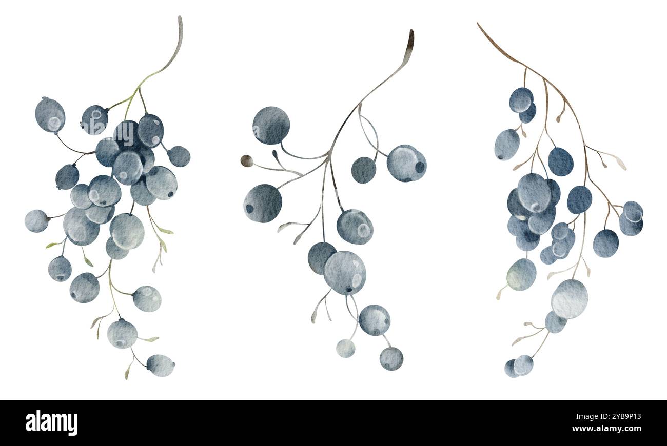 Blue berries grape Watercolor clip art food on isolated background ...