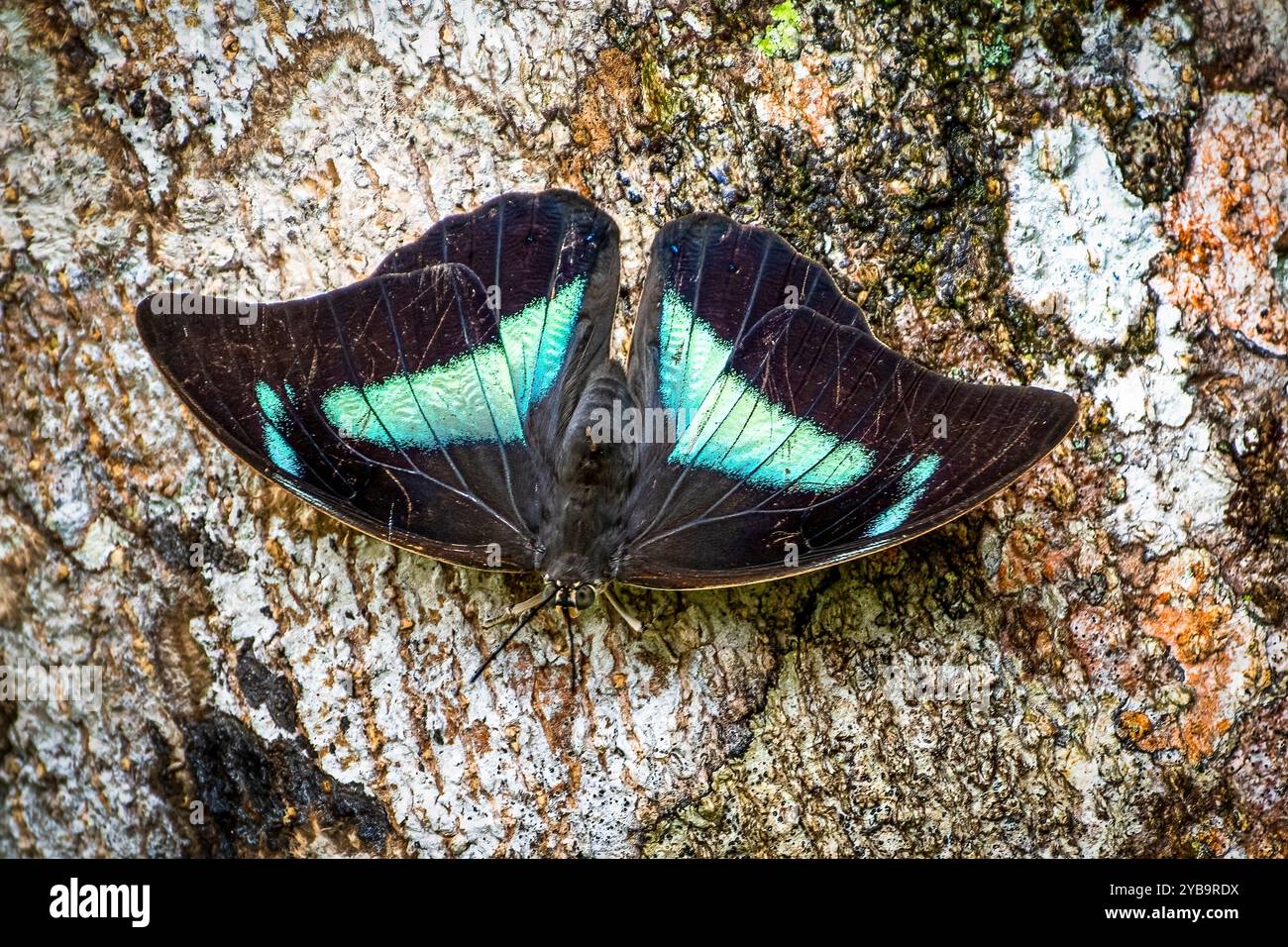 Archaeoprepona demophon, the one-spotted prepona, banded king shoemaker ...