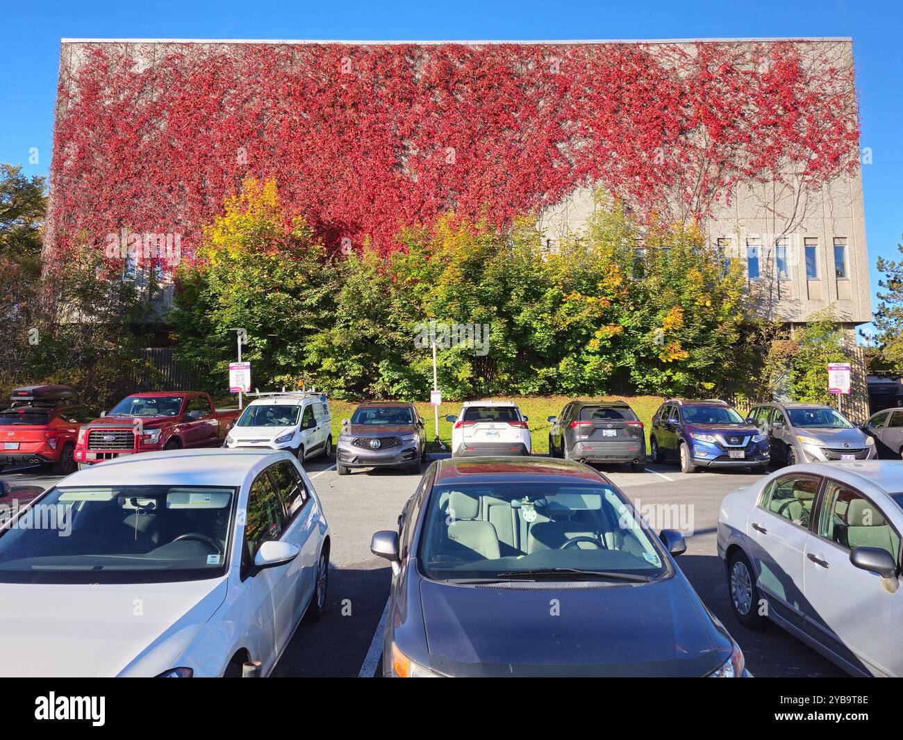 Vine turned red in Autumn colour growing on wall of concrete building ...