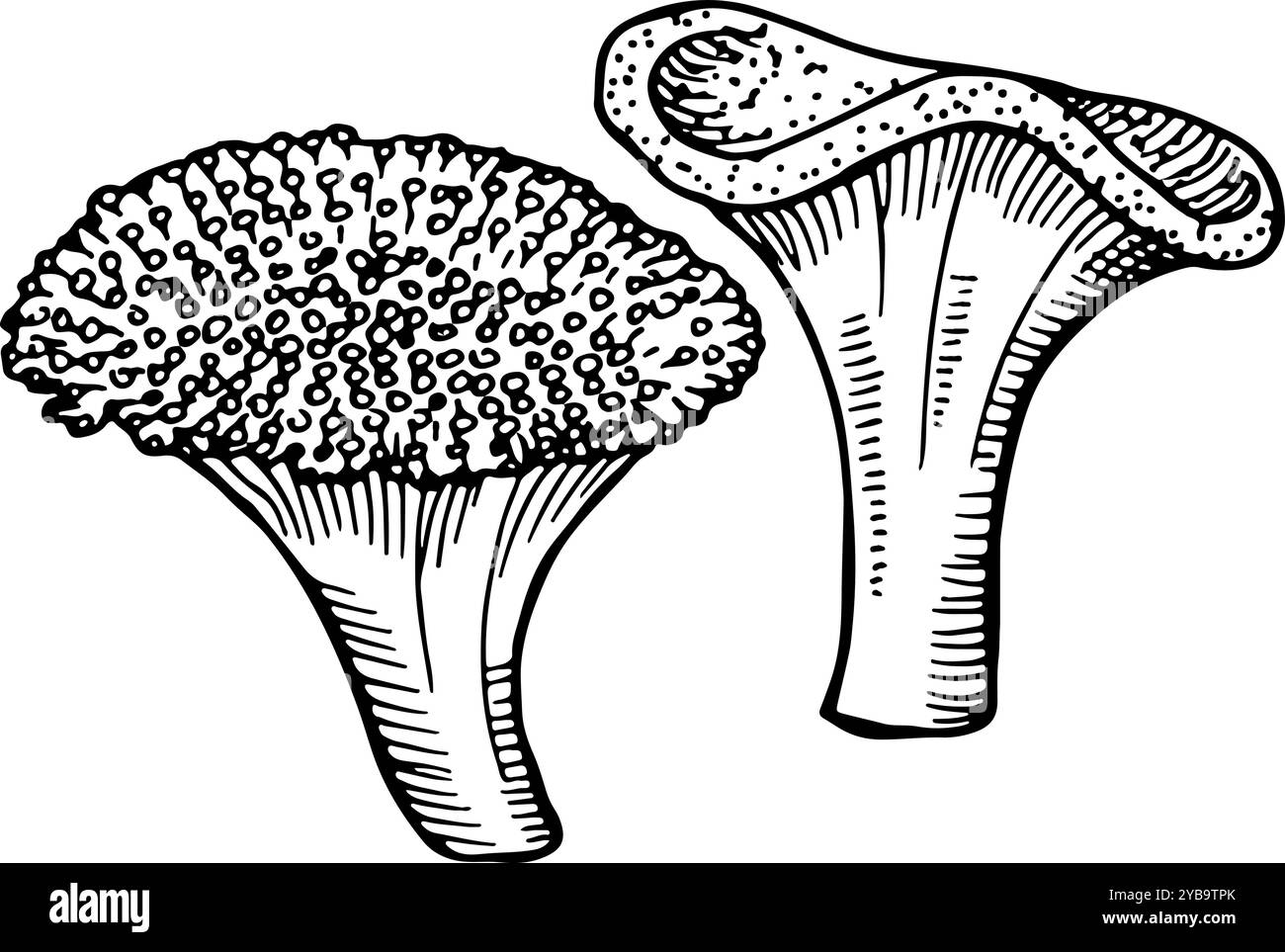 Vector drawing laminaria sea Black and White Stock Photos & Images - Alamy