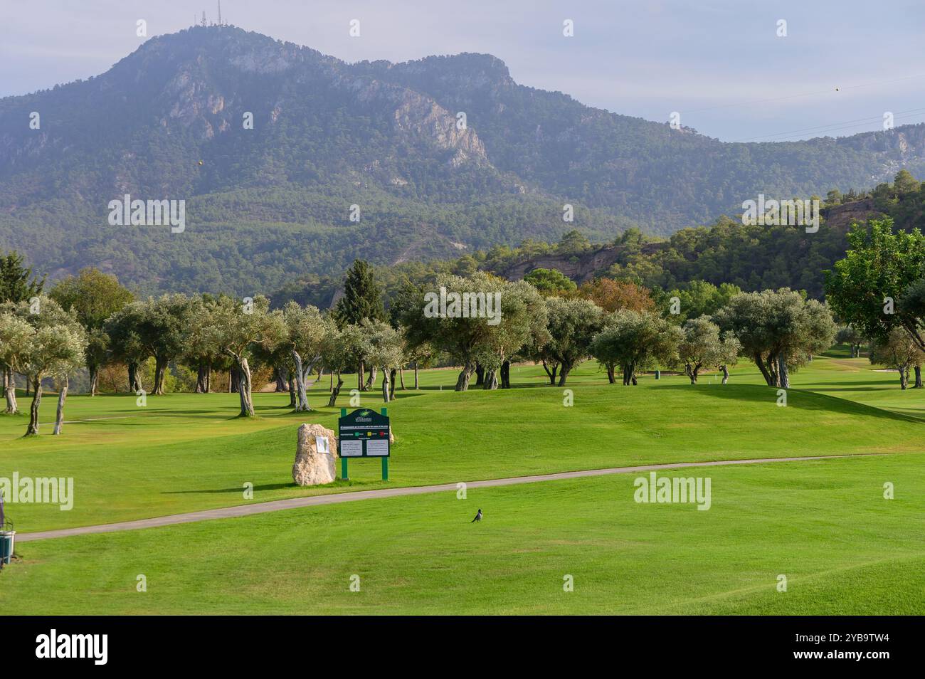 The tranquil golf course features vibrant green grass and olive trees ...