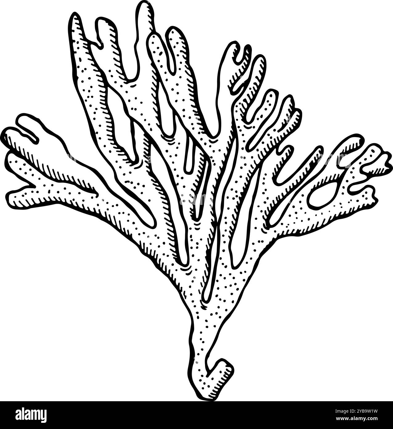 Coral polyp branch drawing. Ocean water fauna Stock Vector Image & Art ...