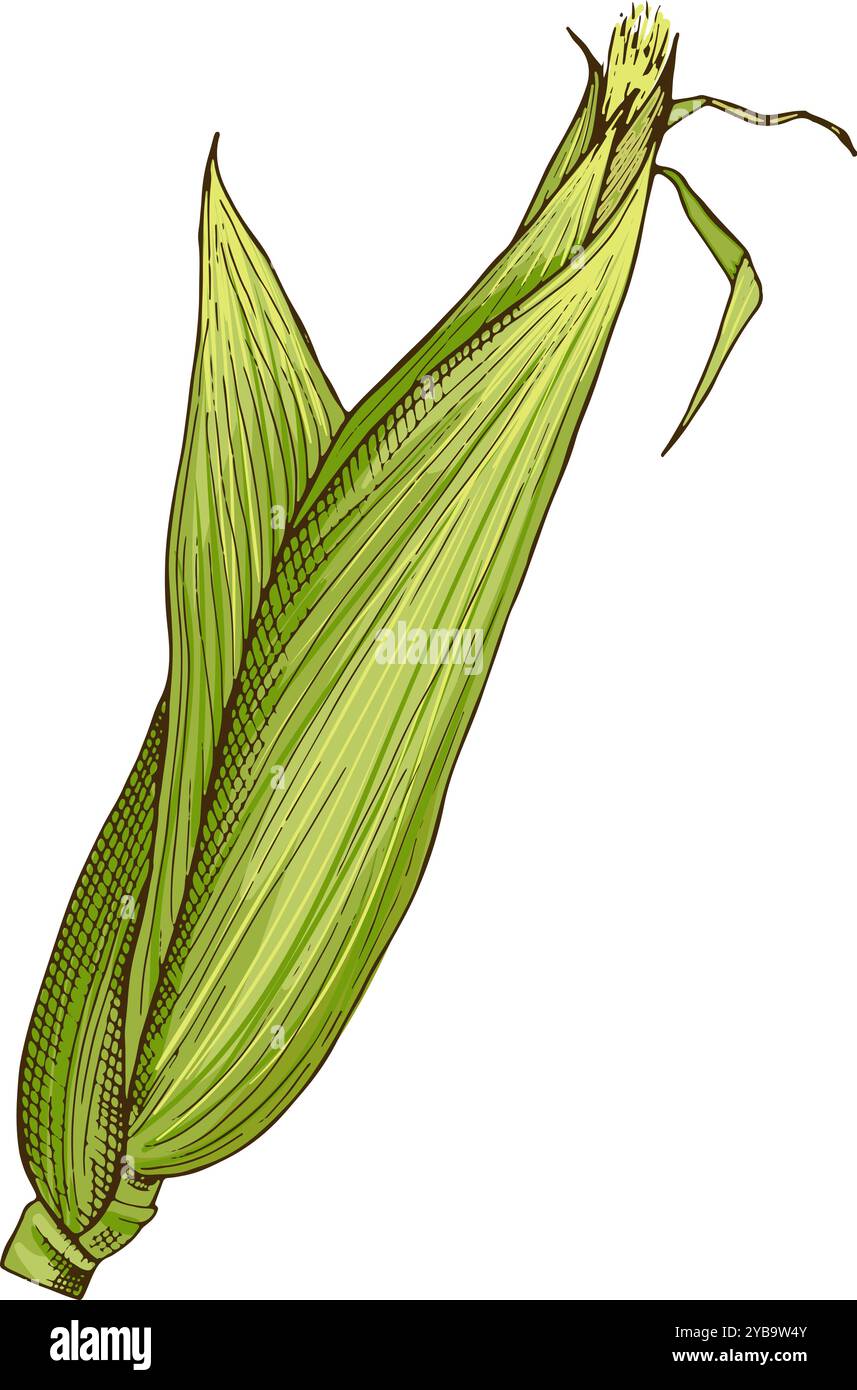 Fresh corn leaves in Stock Vector Images - Alamy