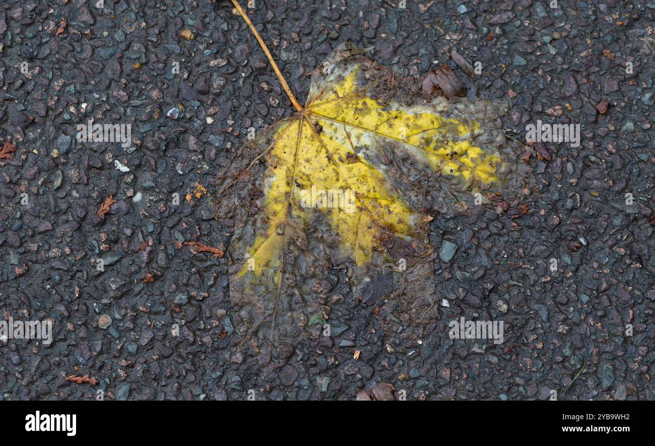 Decomposing leaf hi-res stock photography and images - Alamy