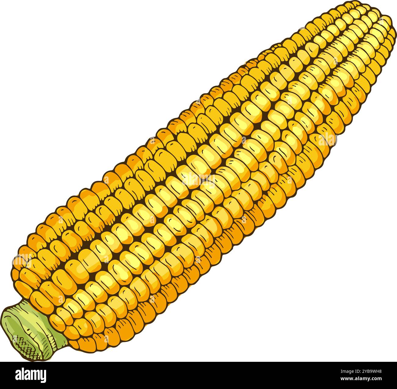 Corn drawing. Raw natural cob. Healthy grain Stock Vector Image & Art ...