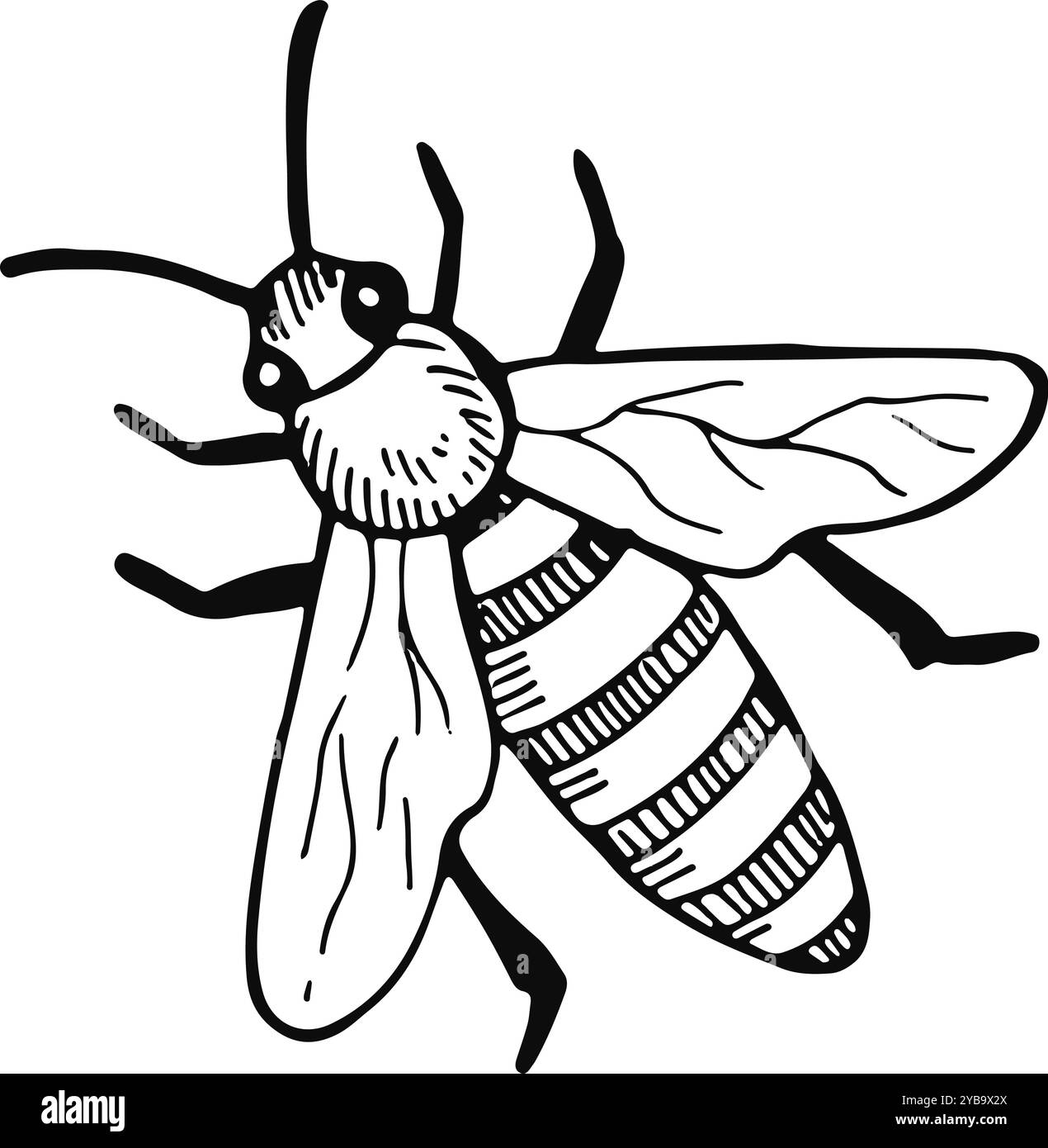 Bee drawing hi-res stock photography and images - Alamy