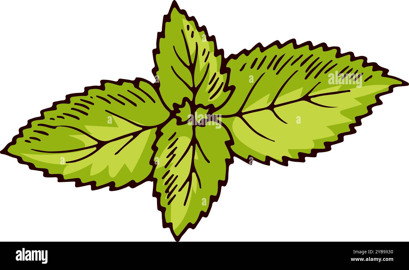 Mint leaves doodle. Green botany. Natural food Stock Vector Image & Art ...