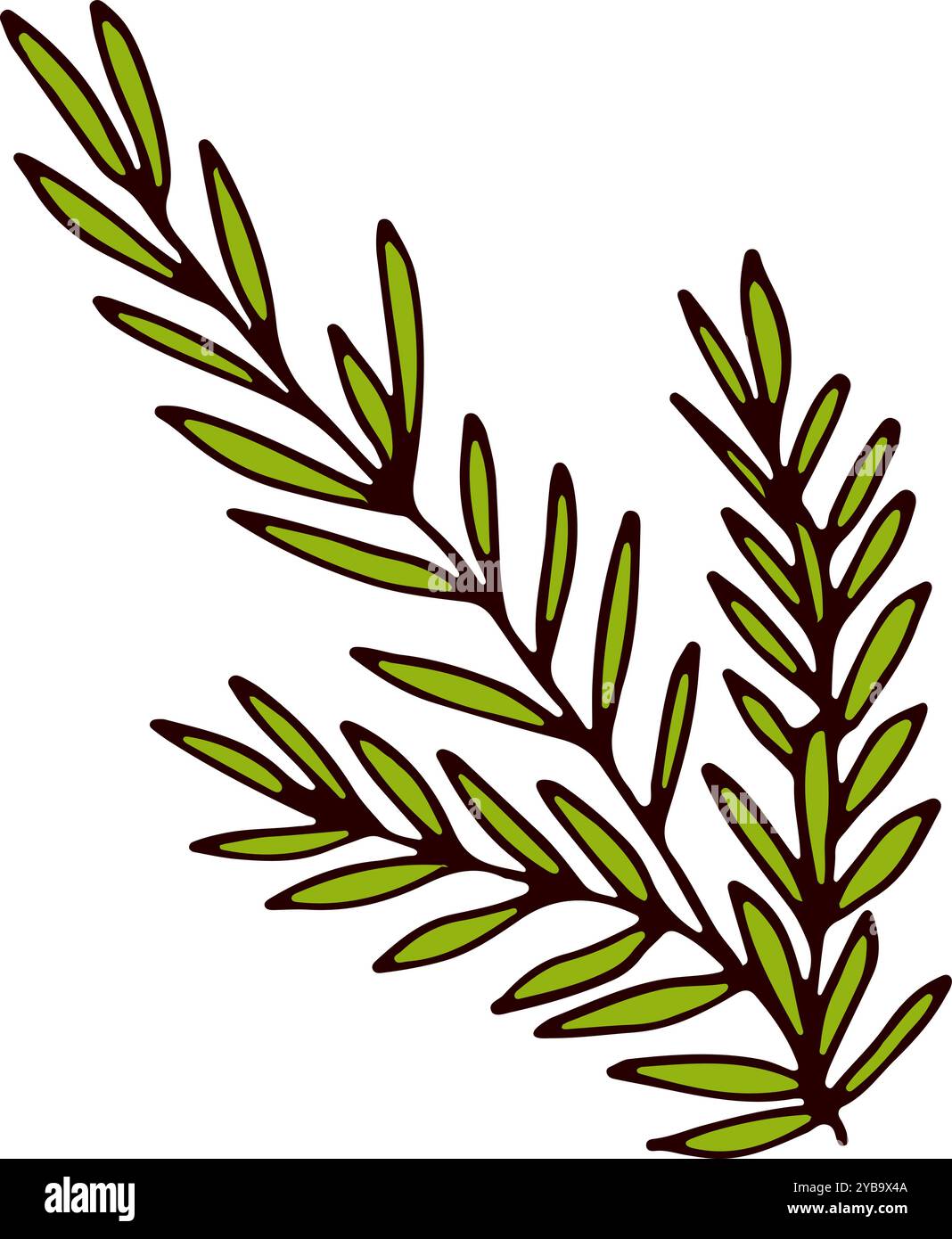 Rosemary doodle. Aromatic cooking herb. Botany drawing Stock Vector ...