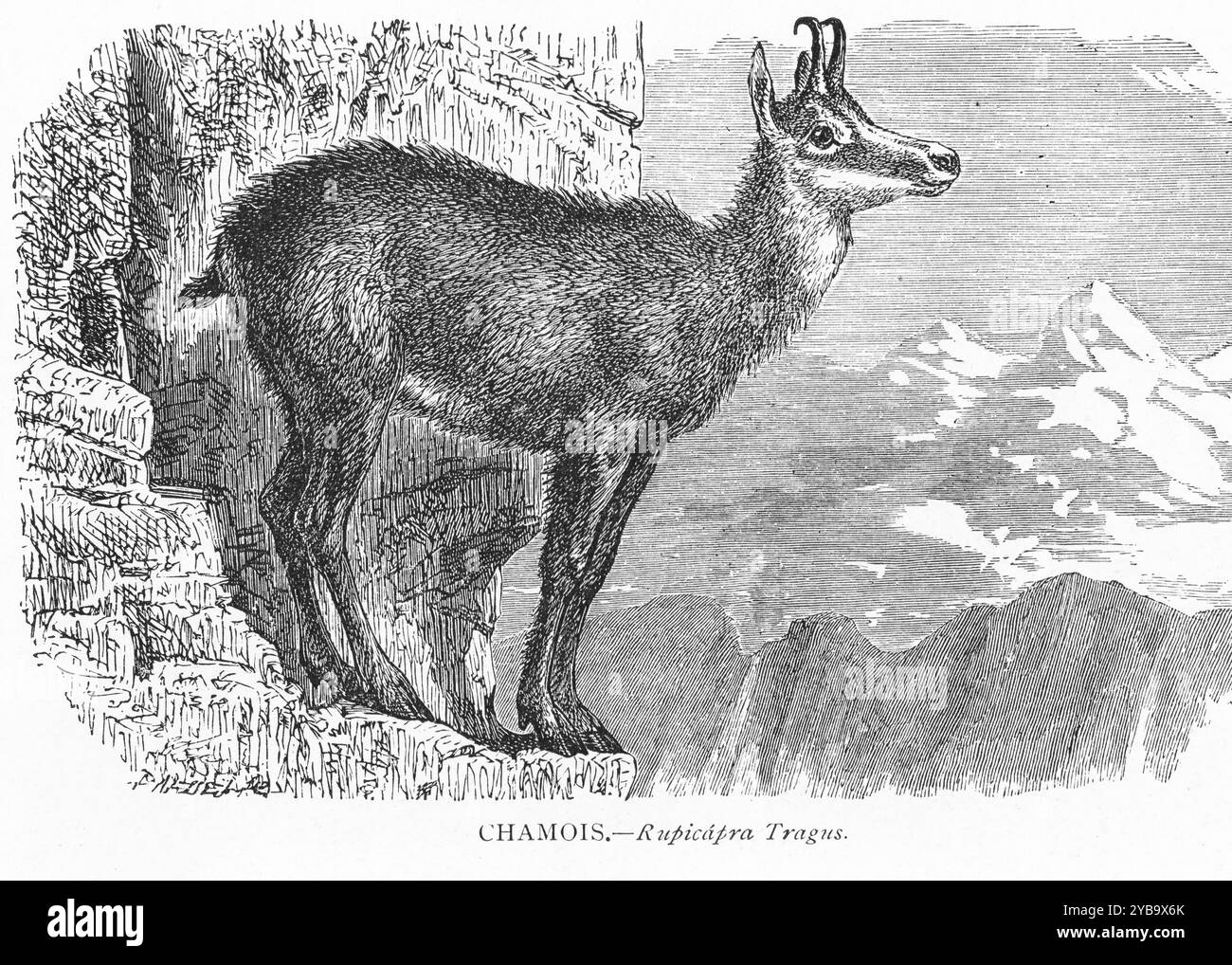 19th century illustration of a Chamois. A European goat-antelope native ...