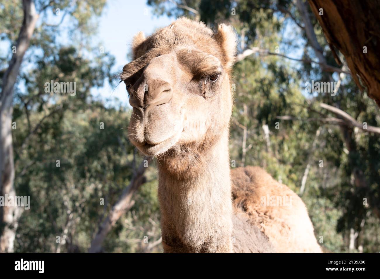 Camels are mammals with brown eyes, long lashes, a big-lipped snout and ...