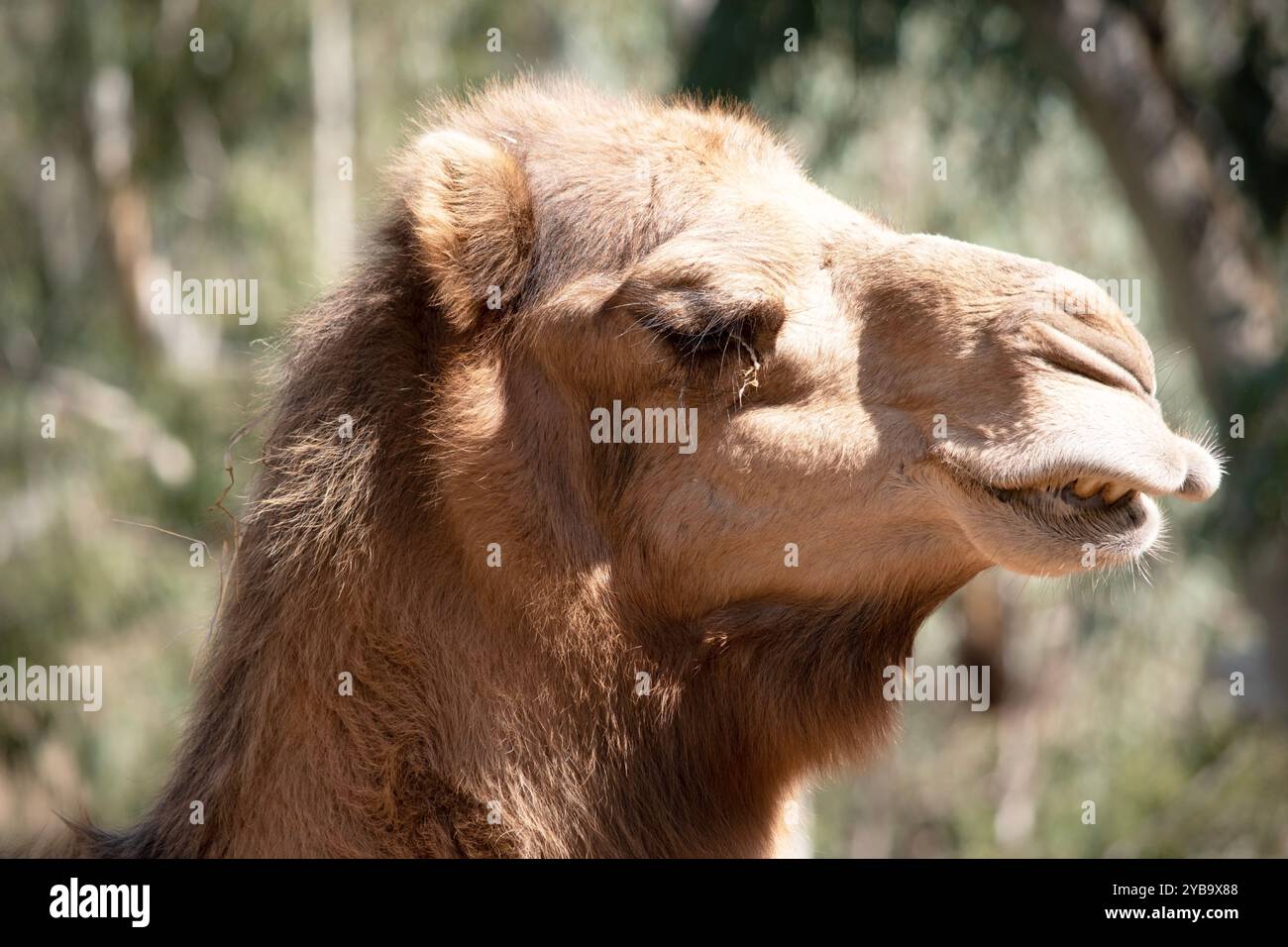 Camels are mammals with brown eyes, long lashes, a big-lipped snout and ...