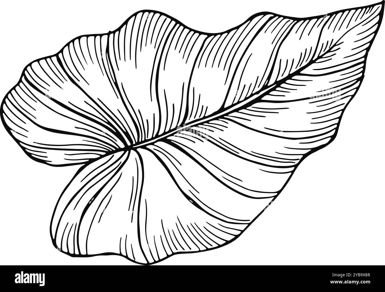 Tropical leaf drawing. Floral element. Botanical illustration Stock ...