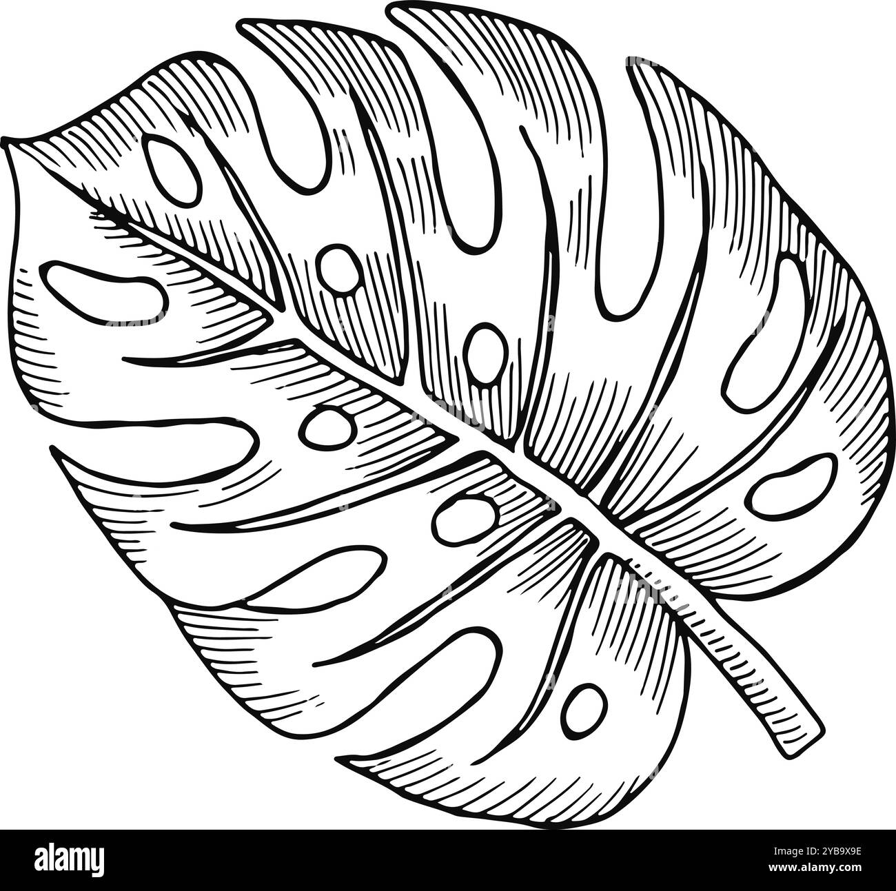 Monstera leaf engraving. Jungle forest botany drawing Stock Vector ...