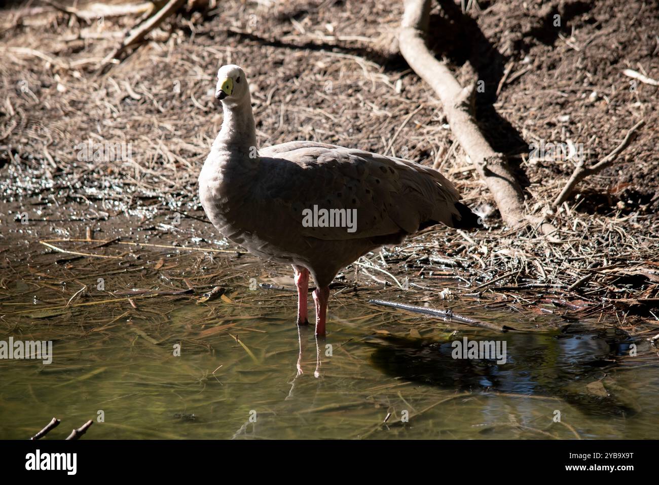 The Cape Barren Goose is a very large, pale grey goose with a ...