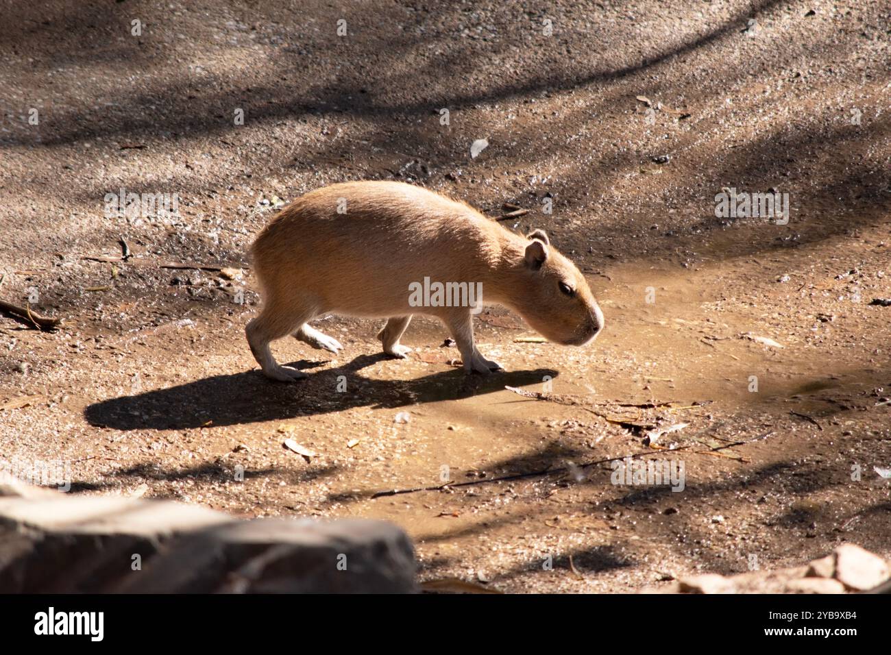 Capybara is a giant cavy rodent native to South America. It is the ...