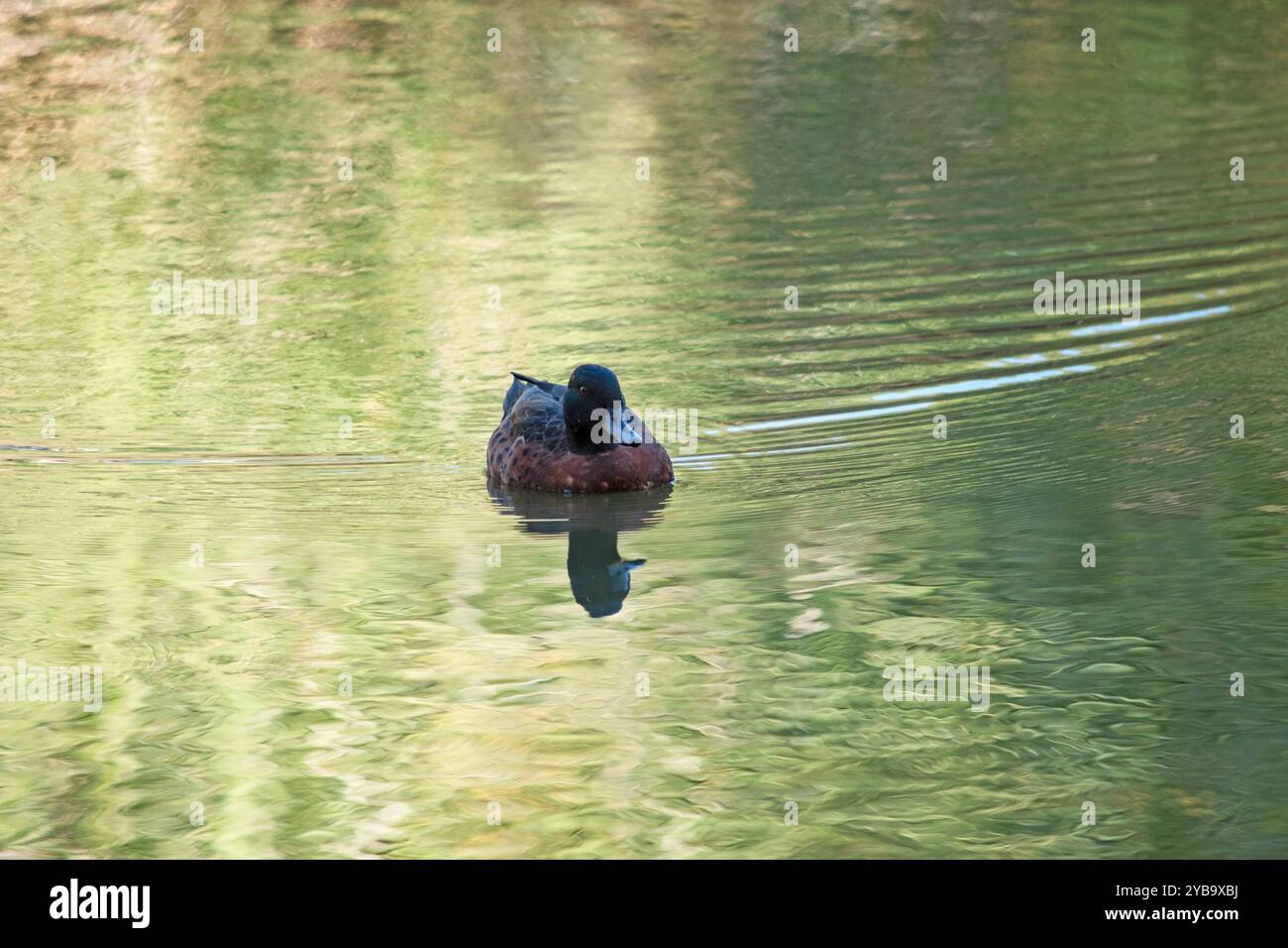 the male the chestnut teal duck has a green head and neck and a brown ...