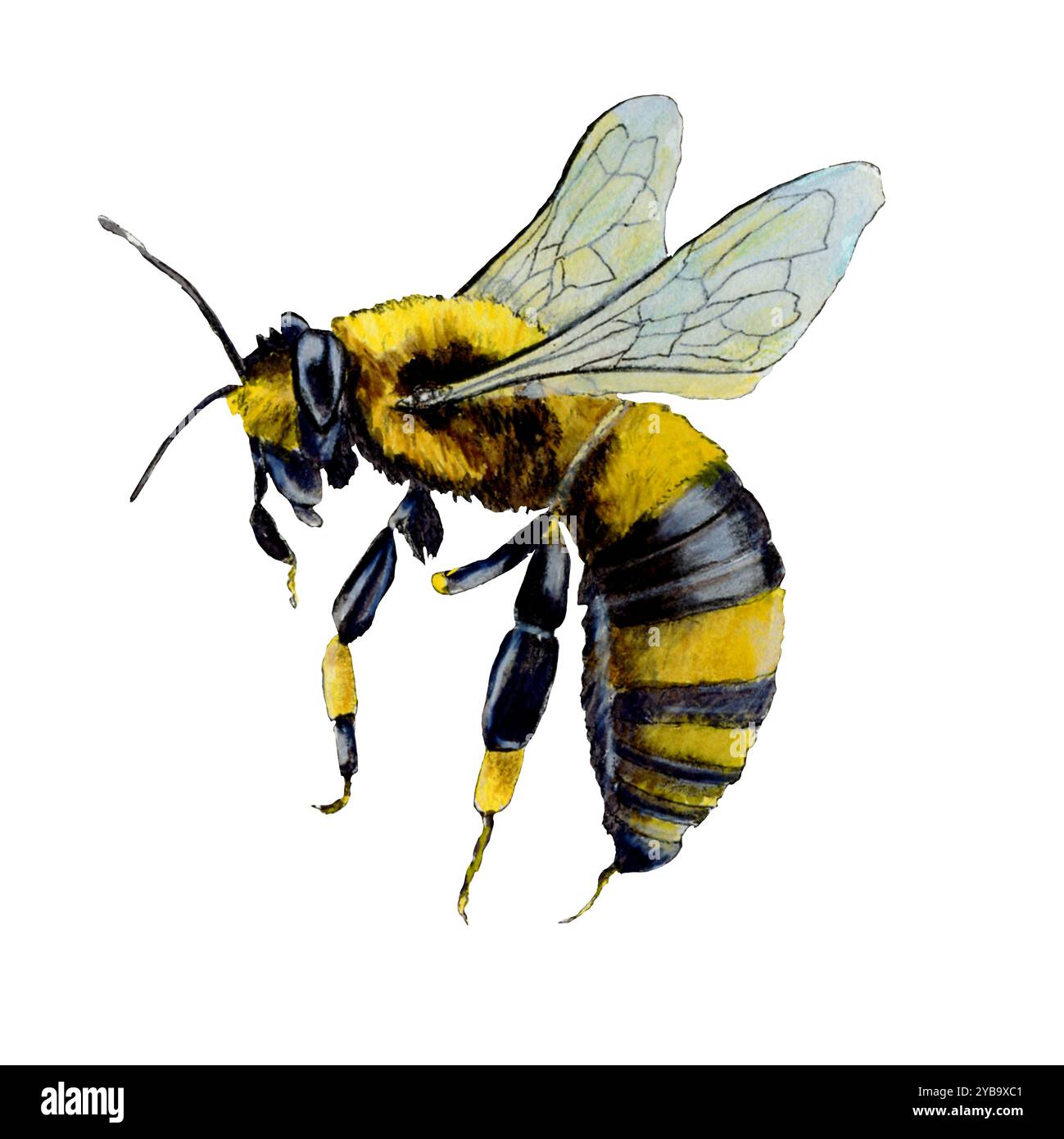 Watercolor illustration of black-yellow bee. Natural illustration Stock ...