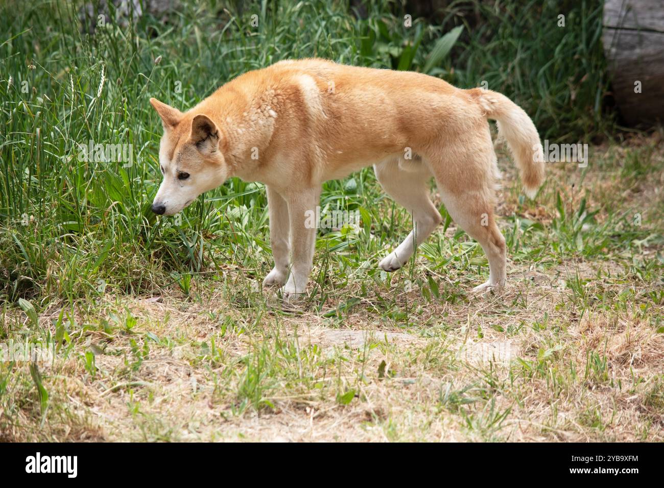 Dingos have a long muzzle, erect ears and strong claws. They usually ...