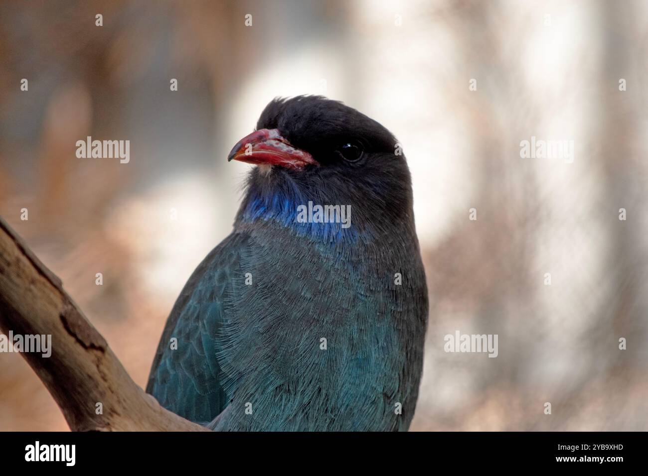 The dollar bird has mostly dark brown upperparts, washed heavily with ...