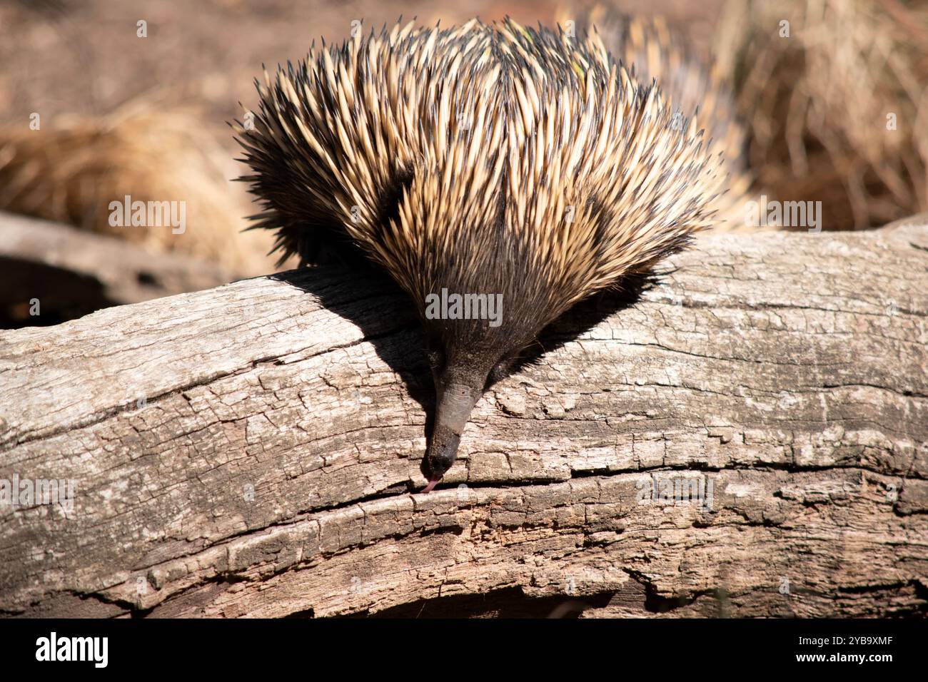 The short nosed echidna has strong-clawed feet and spines on the upper ...