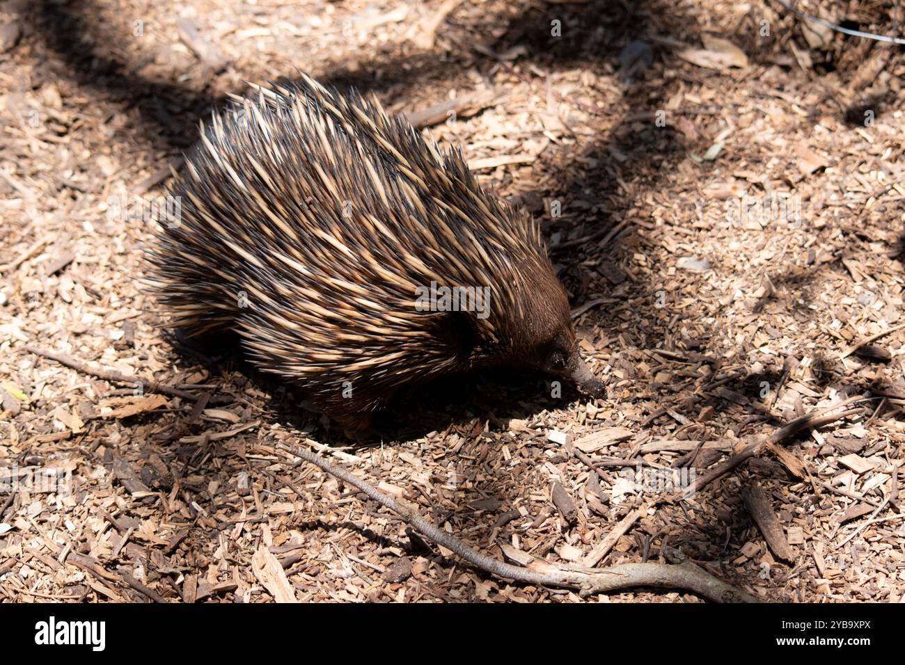The short nosed echidna has strong-clawed feet and spines on the upper ...