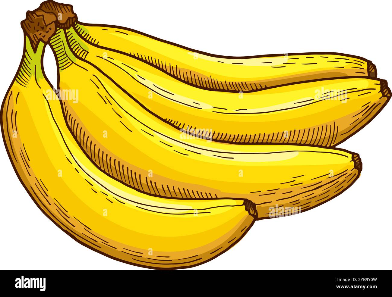 Banana bunch drawing. Natural tropical fruit sketch Stock Vector Image ...