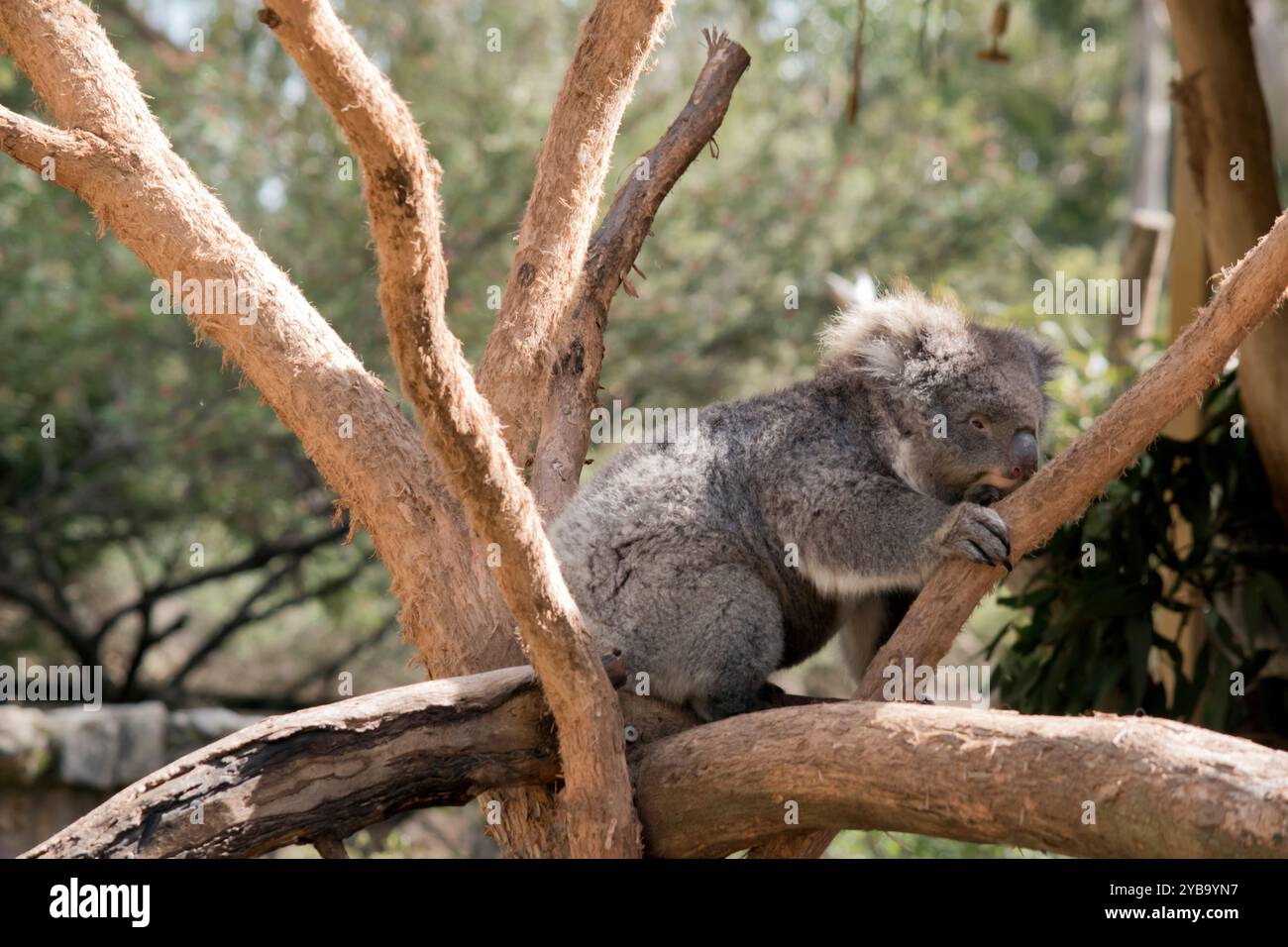 the koala is climbing a tree branch Stock Photo - Alamy