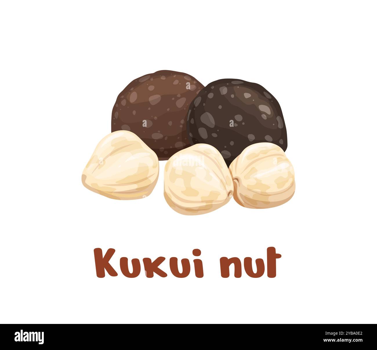 Uncommon kukui nuts. Vector brown and white seeds known for their oil and medicinal properties ...