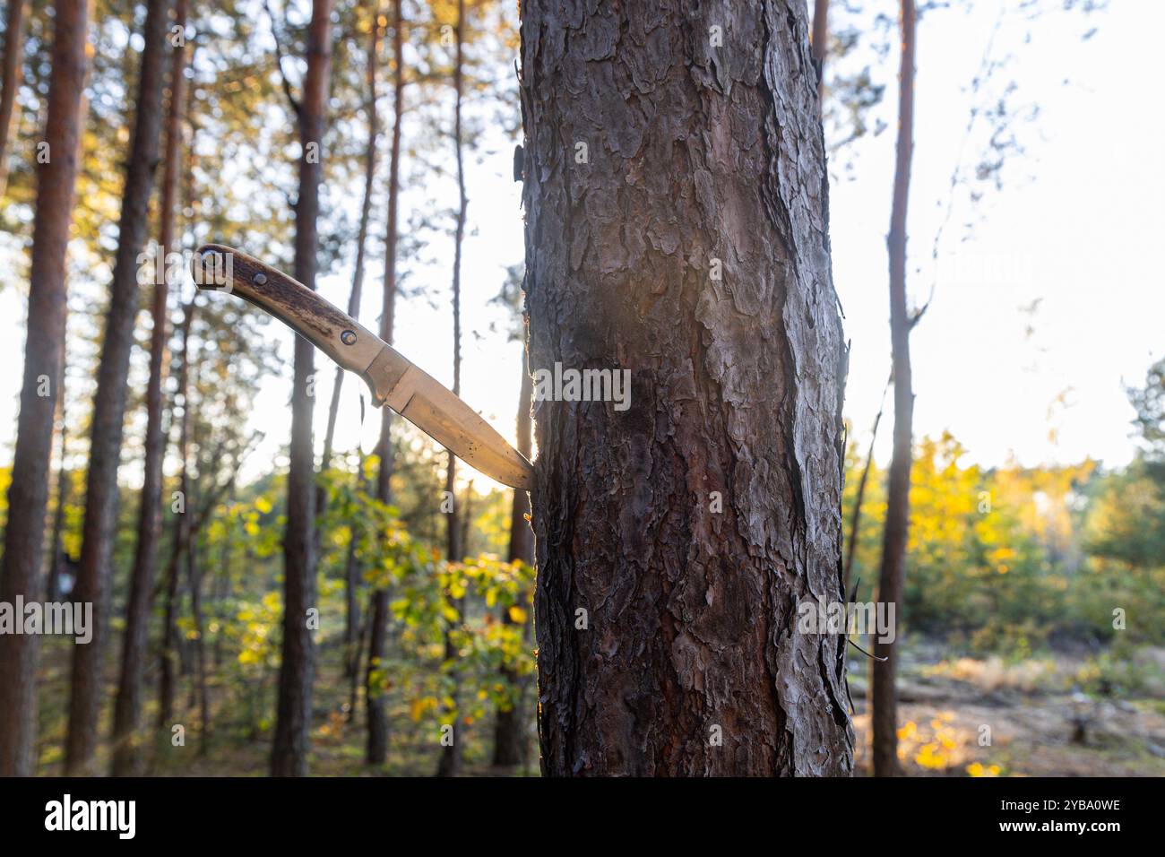 A knife lodged in a tree trunk in a sunlit forest, representing ...
