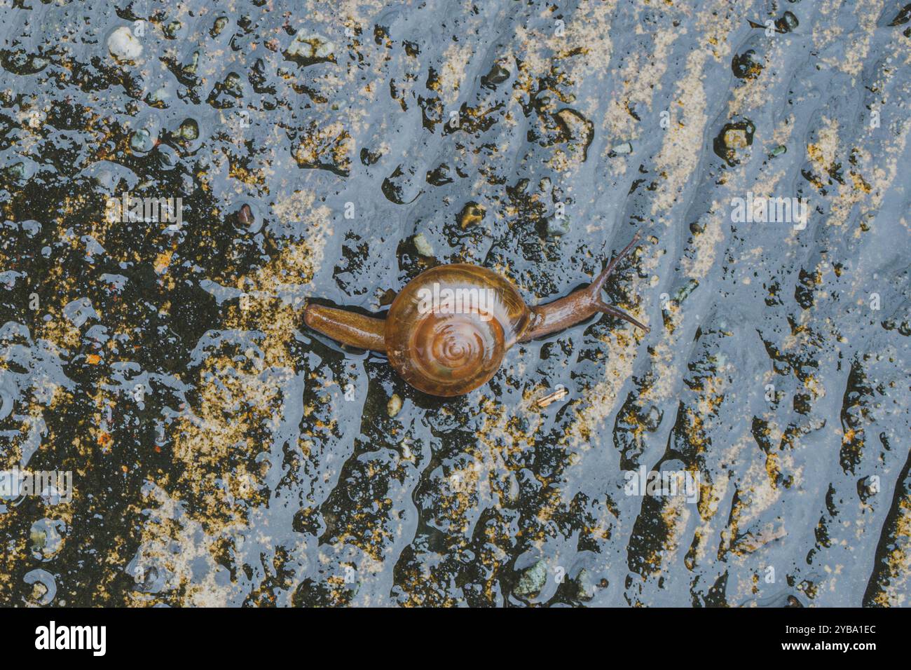 A close-up photo of a small brown snail crawling on wet ground. The ...