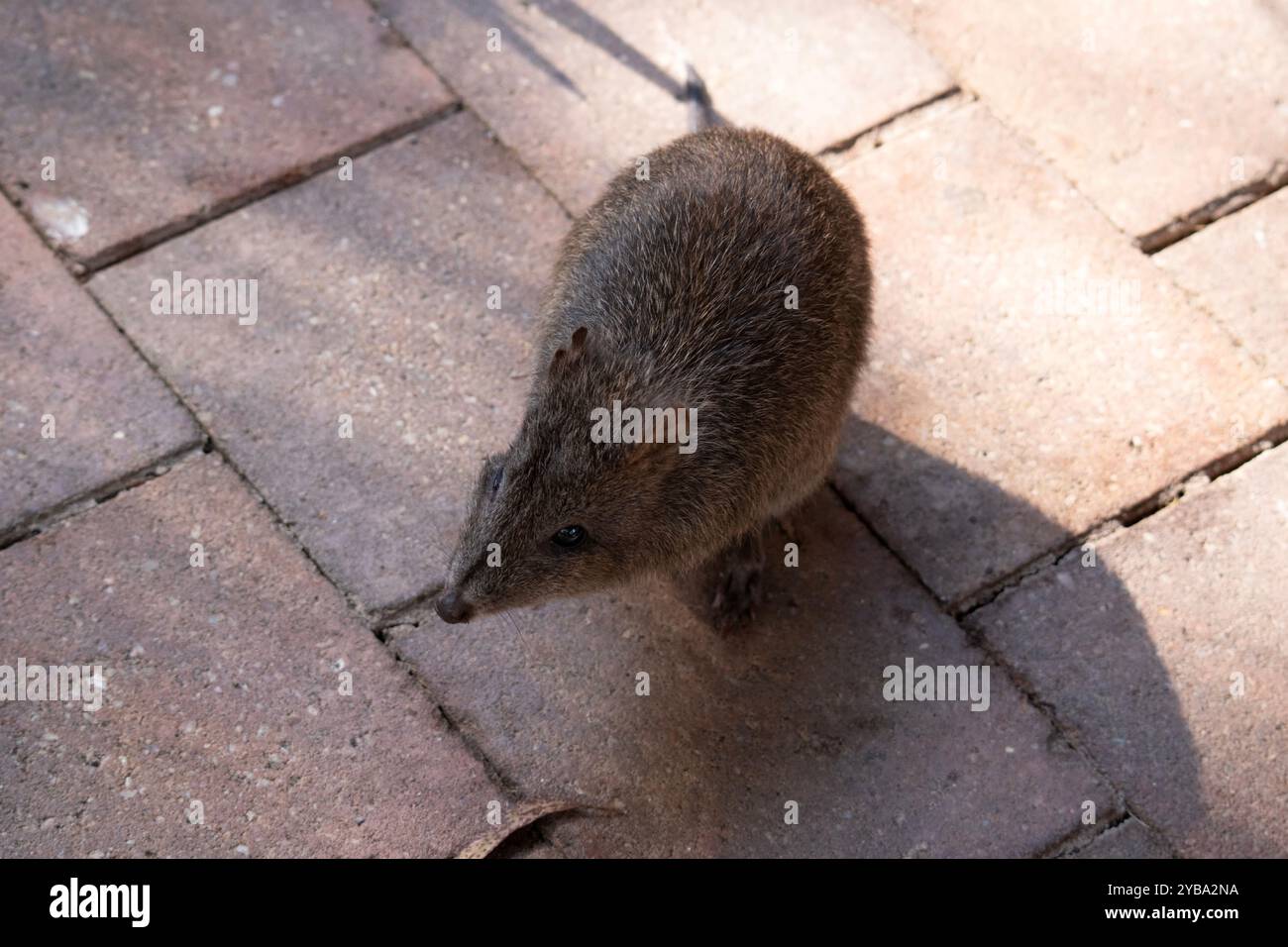 .Long-nosed Potoroos have a long nose that tapers with a small patch of ...