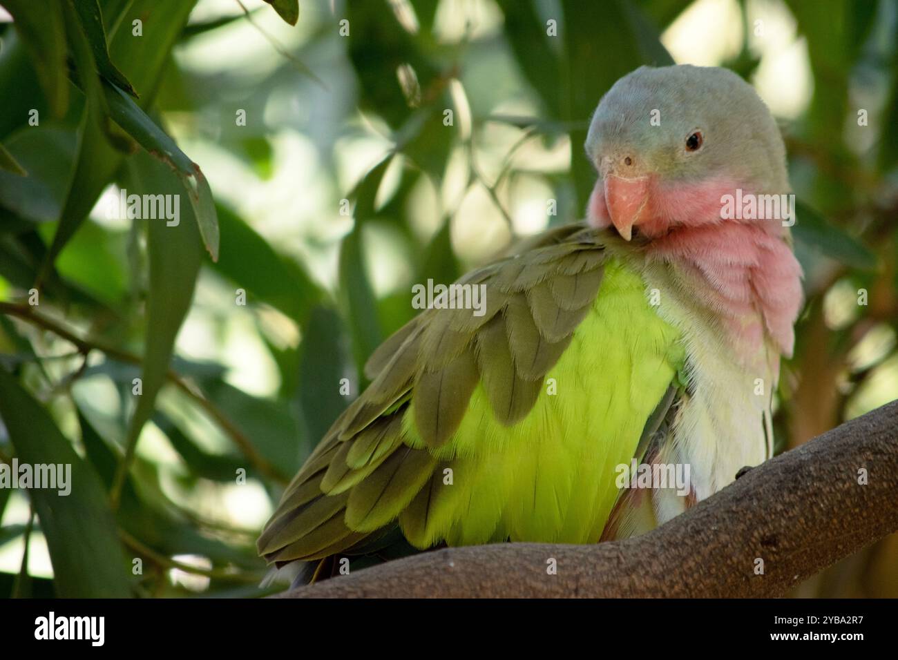 the princess Alexandra parrot has a pink neck and a light blue head and ...