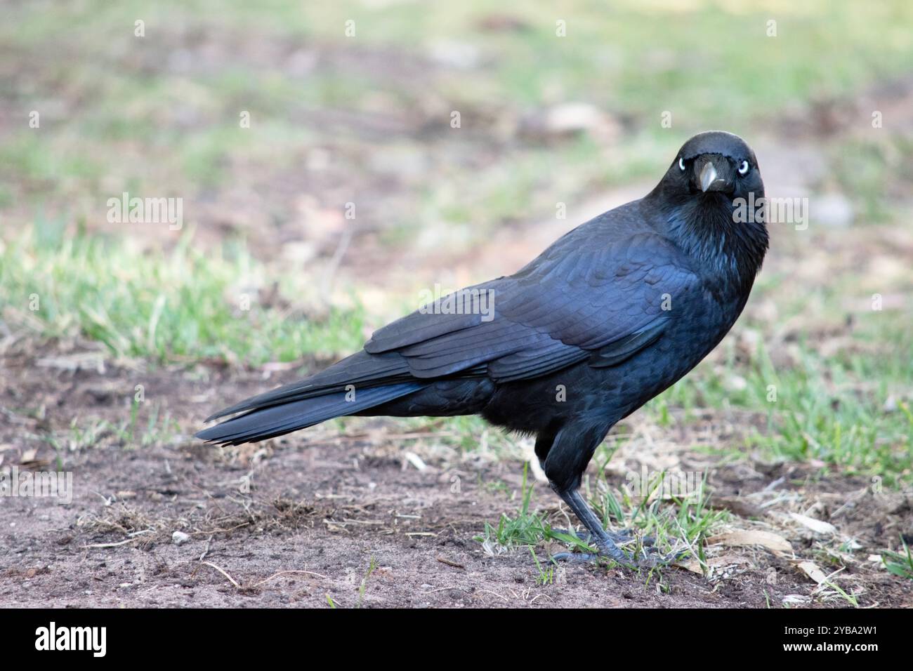 the Australian raven is a black bird with white eyes and grey feet and ...
