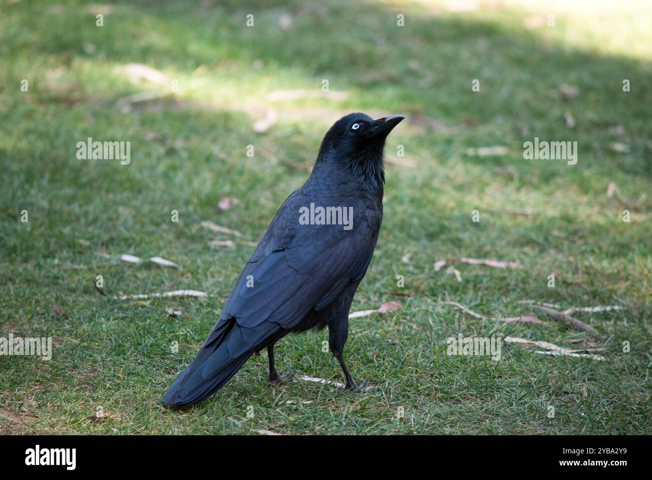the Australian raven is a black bird with white eyes and grey feet and ...