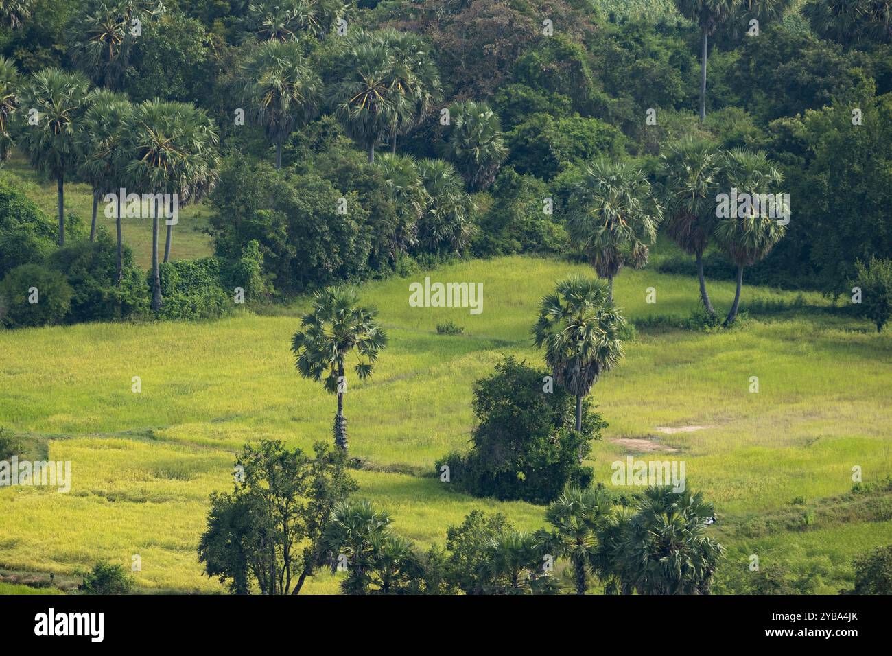 Scenic view of rice fields and palm trees from Chisor Mountain, Takéo ...