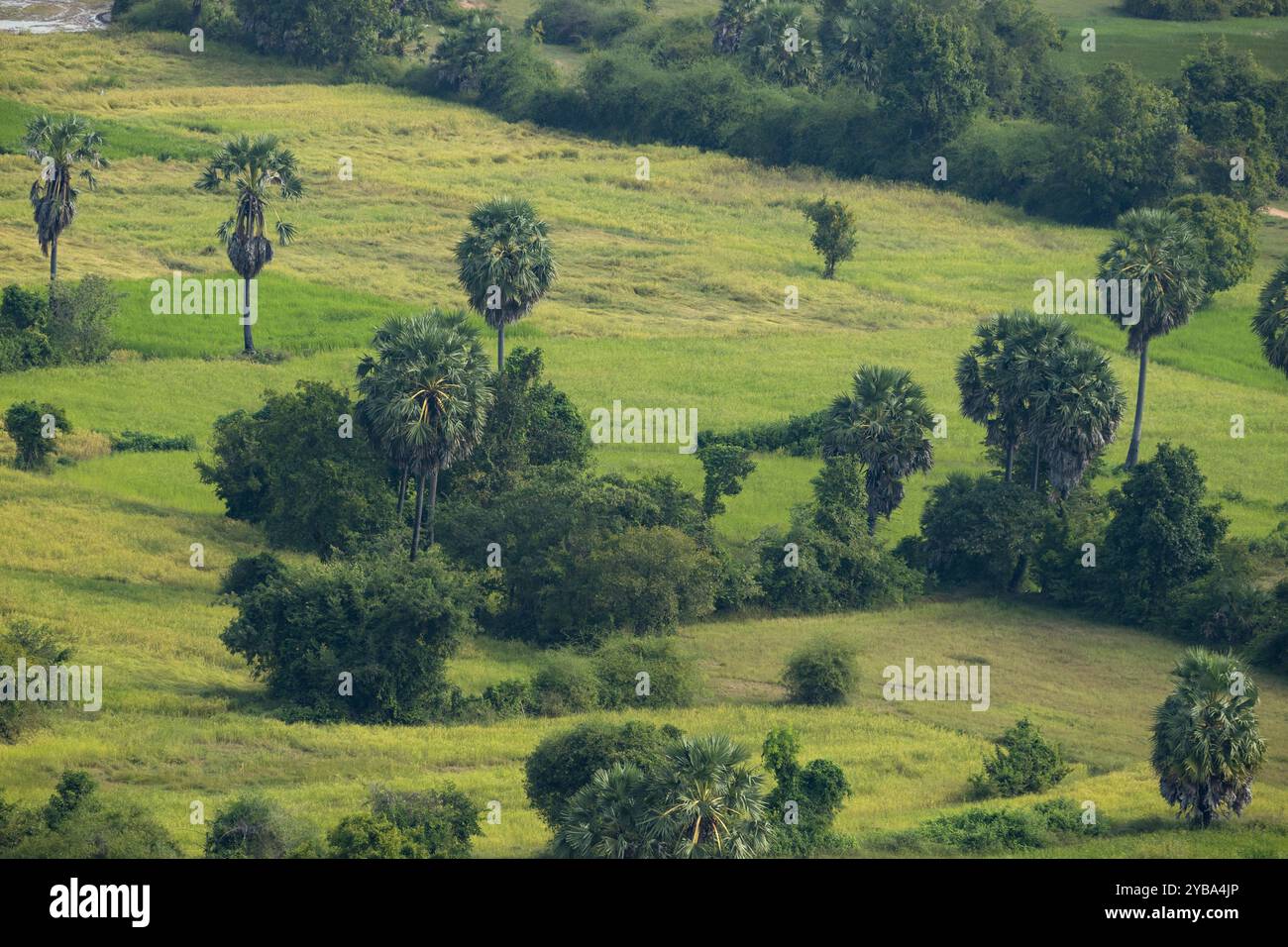 Scenic view of rice fields and palm trees from Chisor Mountain, Takéo ...