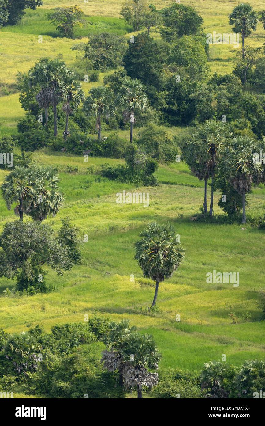 Scenic view of rice fields and palm trees from Chisor Mountain, Takéo ...