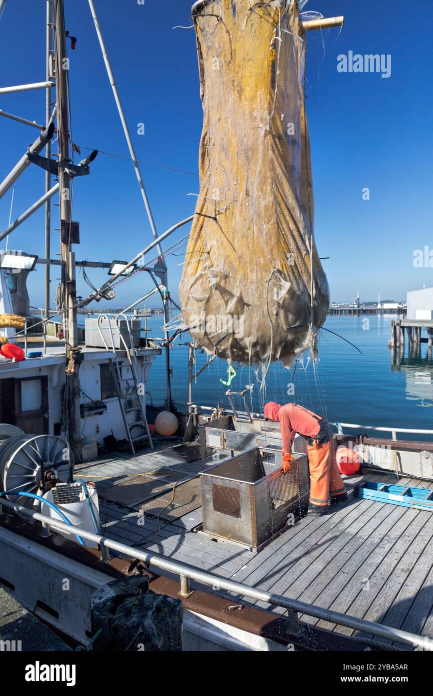 Fisherman extracting Hagfish 'Myxini' Slime Eel catch from vessel ...