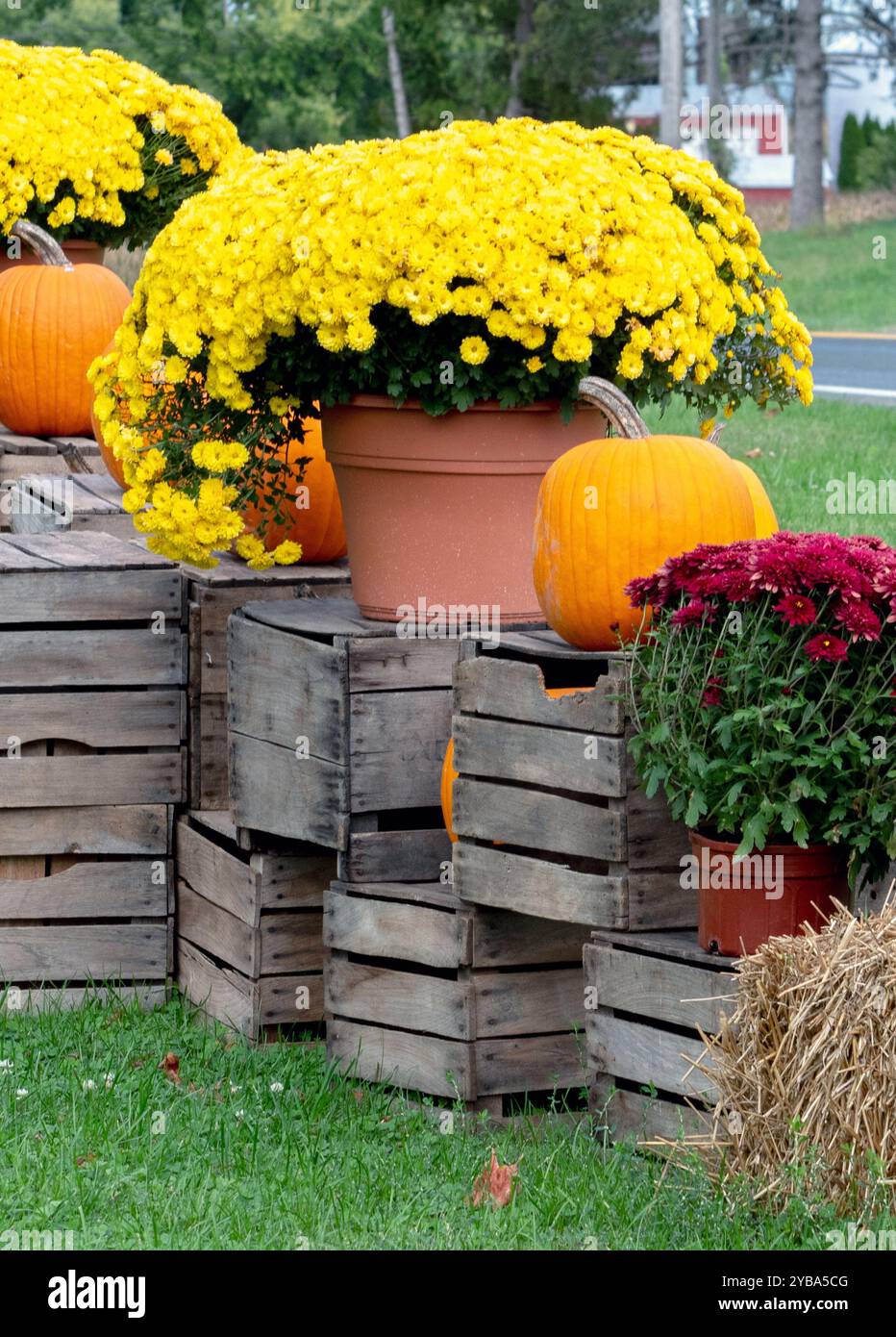 potted mums and pumpkins rest on crates for a pretty fall display Stock ...