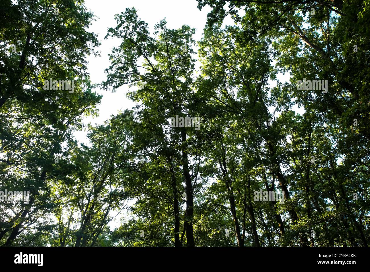 Beautiful trees with green leaves in forest, bottom view Stock Photo ...