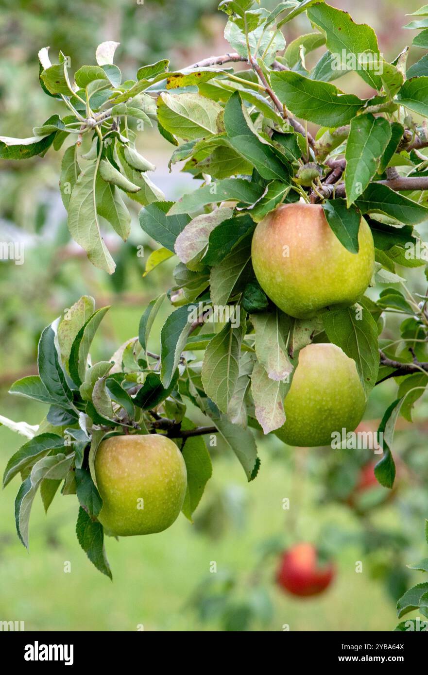 Large green apples hang heavy on the branch of this apple tree in ...