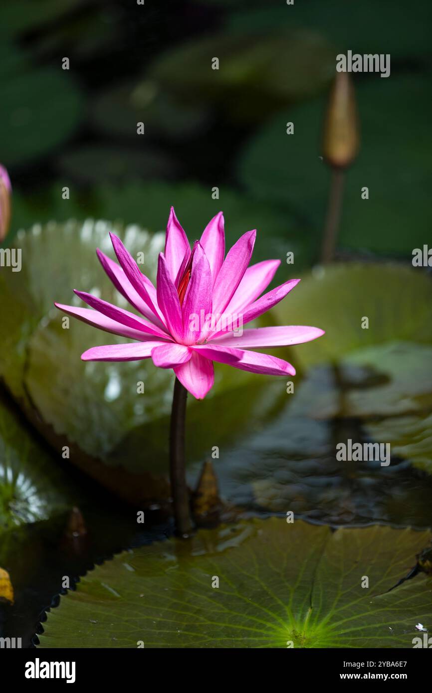 Pink water lily flower at a pond, Oudong (Oudonk) Temple, Kandal ...
