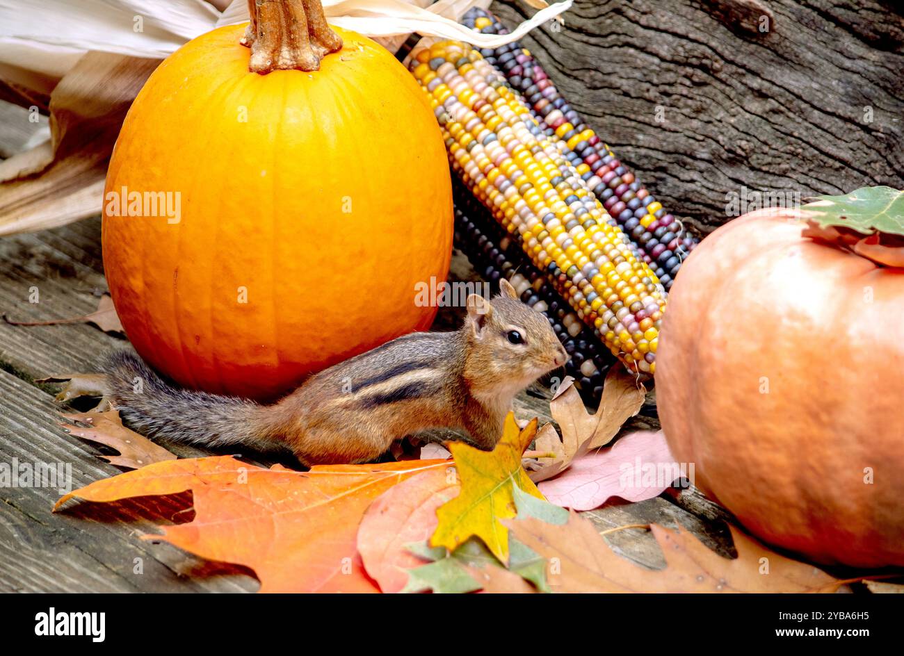furry chipmunk poses in this fall still life with indian cord and ...